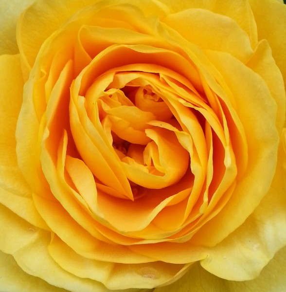 ABSOLUTELY FABULOUS (floribunda) | Garden Roses | Pococks Roses | The ...