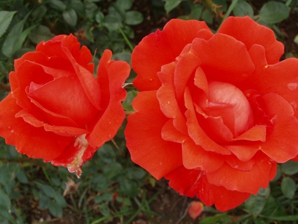 ALEXANDER (hybrid tea) | Garden Roses | Pococks Roses | The Cornish ...