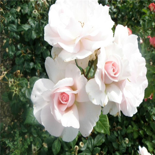 A WHITER SHADE OF PALE (hybrid tea) | Garden Roses | Pococks Roses ...