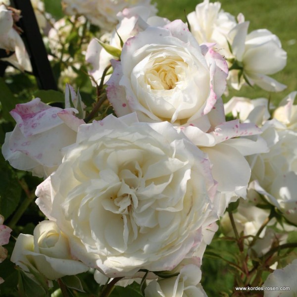 ALASKA (climber) | Garden Roses | Pococks Roses | The Cornish Rose Company