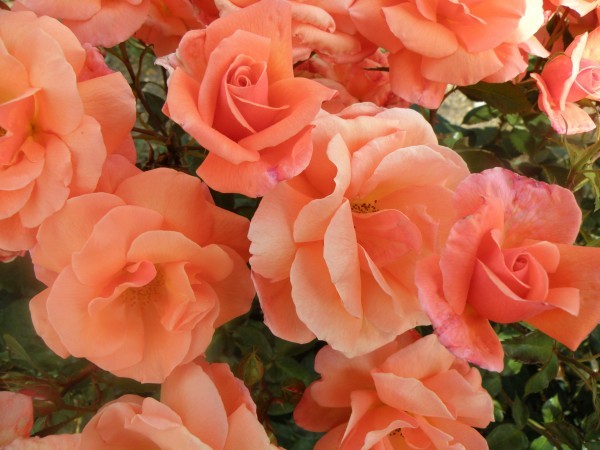 ALISON (floribunda) | Garden Roses | Pococks Roses | The Cornish Rose ...