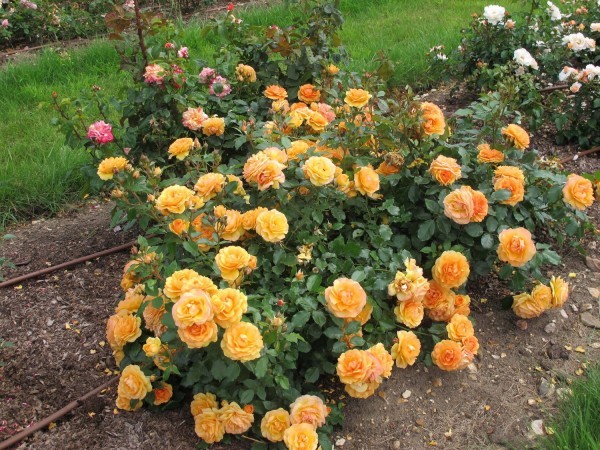 ARIZONA SUN | Garden Roses | Pococks Roses | The Cornish Rose Company