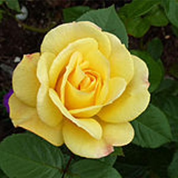 ARTHUR BELL (floribunda) | Garden Roses | Pococks Roses | The Cornish ...