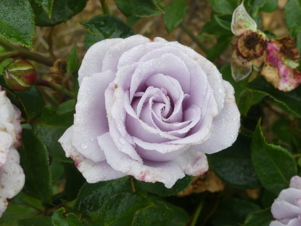 BLUE DIAMOND (hybrid tea) | Garden Roses | Pococks Roses | The Cornish ...