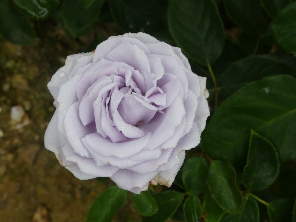 BLUE DIAMOND (hybrid tea) | Garden Roses | Pococks Roses | The Cornish ...