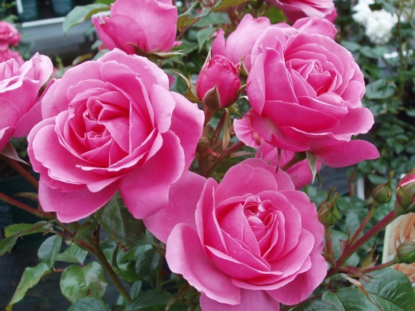 BEWITCHED (floribunda) | Garden Roses | Pococks Roses | The Cornish ...