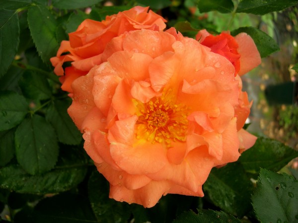 BRIGHT FUTURE (climber) | Garden Roses | Pococks Roses | The Cornish ...