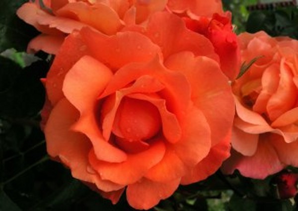 BRIGHT FUTURE (climber) | Garden Roses | Pococks Roses | The Cornish ...