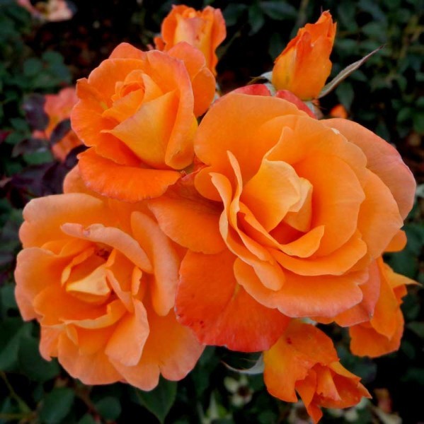 BRILLIANT SWEET DREAM (Patio) | Garden Roses | Pococks Roses | The ...