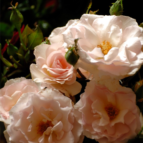 A WHITER SHADE OF PALE (hybrid tea) | Garden Roses | Pococks Roses ...