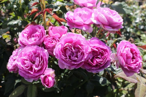 ADORABLE PARFUMA (floribunda) | Garden Roses | Pococks Roses | The ...