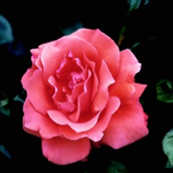 ALEXANDER (hybrid tea) | Garden Roses | Pococks Roses | The Cornish ...