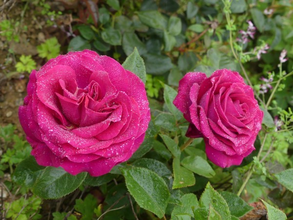 BELLES RIVES (hybrid tea) | Garden Roses | Pococks Roses | The Cornish ...