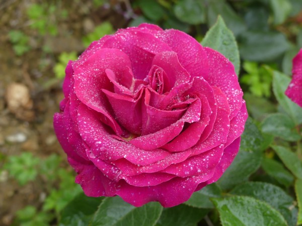 BELLES RIVES (hybrid tea) | Garden Roses | Pococks Roses | The Cornish ...