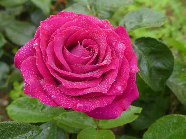 BELLES RIVES (hybrid tea) | Garden Roses | Pococks Roses | The Cornish ...