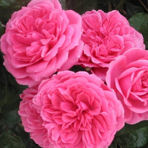 BEWITCHED (hybrid tea) | Garden Roses | Pococks Roses | The Cornish ...