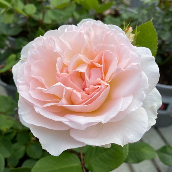 BLISS (floribunda) | Garden Roses | Pococks Roses | The Cornish Rose ...