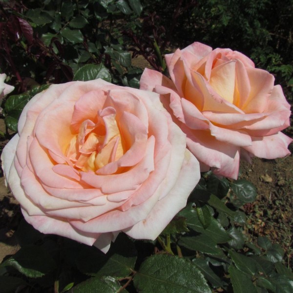BLOOM OF RUTH (hybrid tea) | Garden Roses | Pococks Roses | The Cornish ...