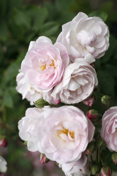 BLUSH NOISETTE (climber) | Garden Roses | Pococks Roses | The Cornish ...