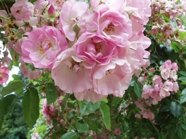 BLUSH RAMBLER (rambler) | Garden Roses | Pococks Roses | The Cornish ...