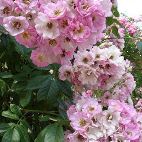 BLUSH RAMBLER (rambler) | Garden Roses | Pococks Roses | The Cornish ...