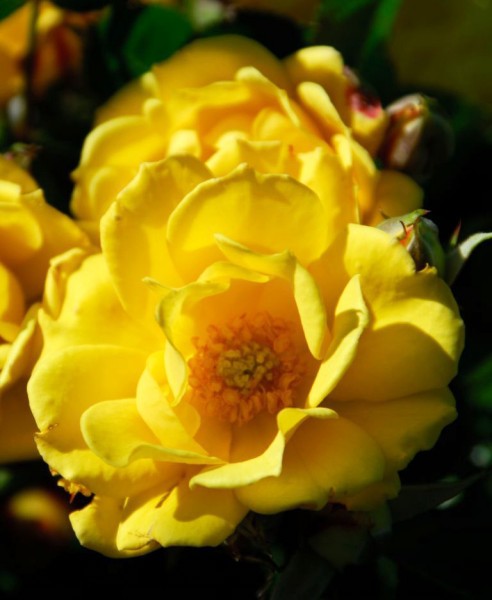 | Garden Roses | Pococks Roses | The Cornish Rose Company