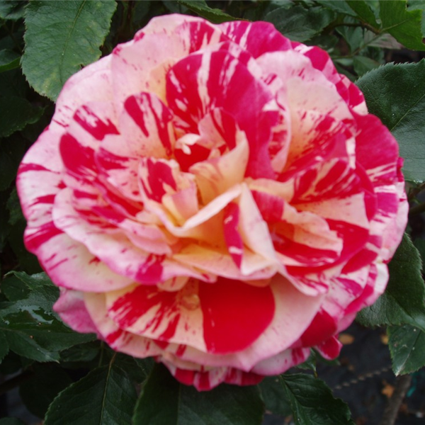 | Garden Roses | Pococks Roses | The Cornish Rose Company