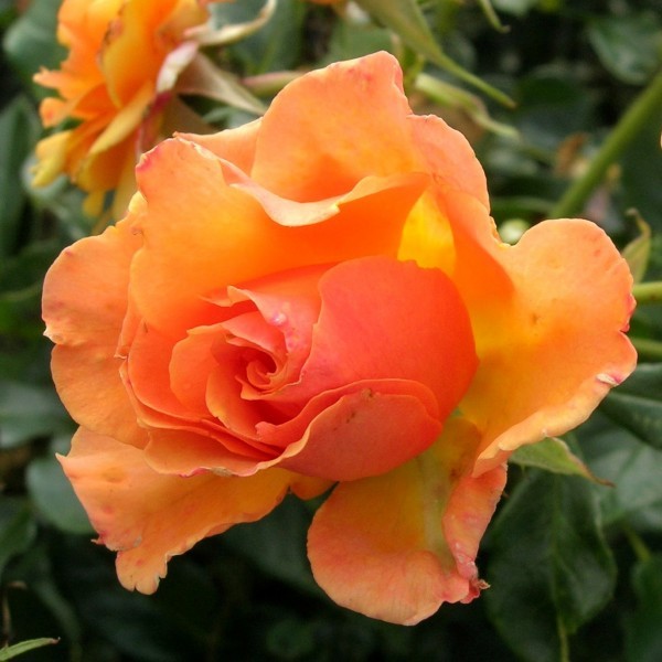 CHARMING (floribunda) | Garden Roses | Pococks Roses | The Cornish Rose ...