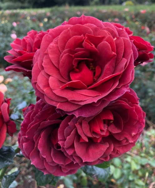 CHOCOHOLIC (climber) | Garden Roses | Pococks Roses | The Cornish Rose ...