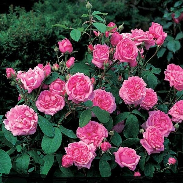 COMTE DE CHAMBORD (Historic) (Portland) | Garden Roses | Pococks Roses ...