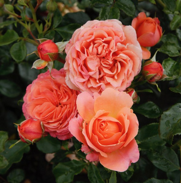 CORAL GARDENS (floribunda) | Garden Roses | Pococks Roses | The Cornish ...