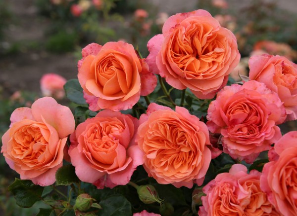 CORAL GARDENS (floribunda) | Garden Roses | Pococks Roses | The Cornish ...