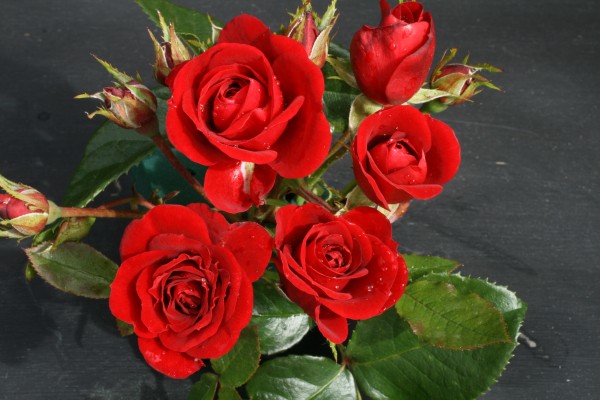 CRIMSON SWEET DREAM (patio) | Garden Roses | Pococks Roses | The ...