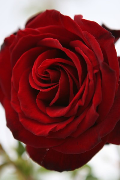 | Garden Roses | Pococks Roses | The Cornish Rose Company