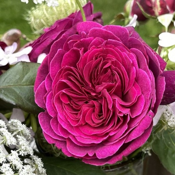 DEEP SECRET (hybrid tea) | Garden Roses | Pococks Roses | The Cornish ...