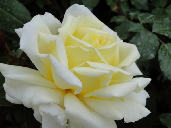 | Garden Roses | Pococks Roses | The Cornish Rose Company