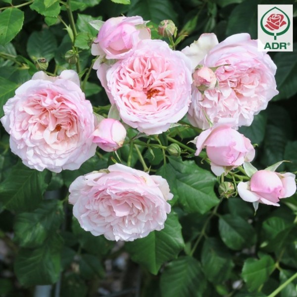 DIVINA (climber) | Garden Roses | Pococks Roses | The Cornish Rose Company