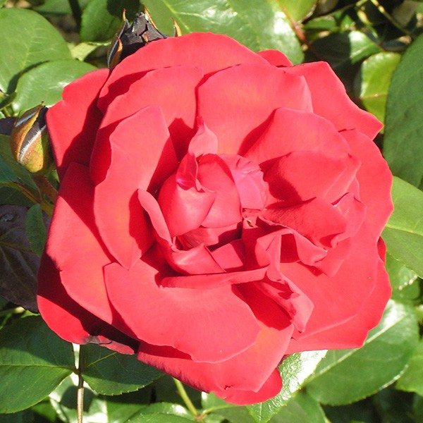DUBLIN BAY (climber) | Garden Roses | Pococks Roses | The Cornish Rose ...