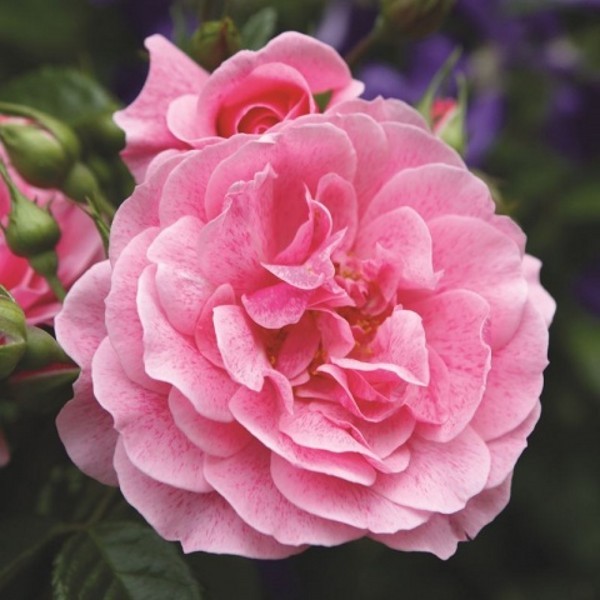 CAMELOT (climber) | Garden Roses | Pococks Roses | The Cornish Rose Company