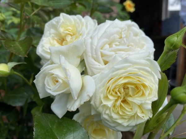 CELEBRATE GOOD TIMES (floribunda) | Garden Roses | Pococks Roses | The ...