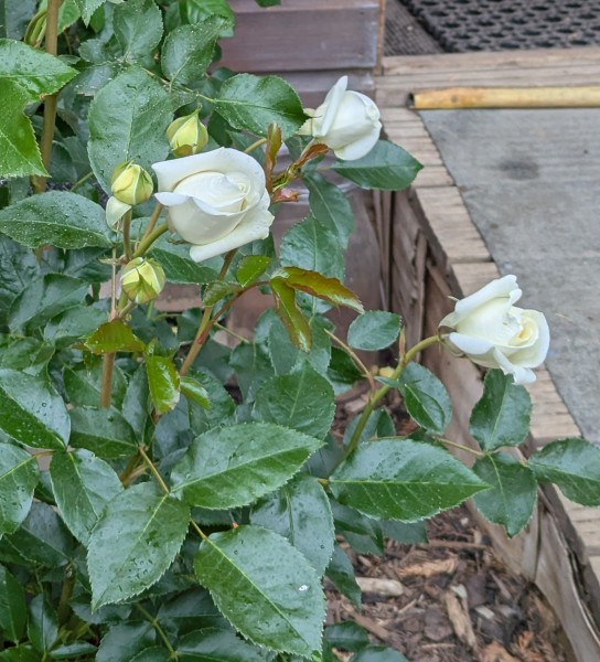 CELEBRATE GOOD TIMES (floribunda) | Garden Roses | Pococks Roses | The ...