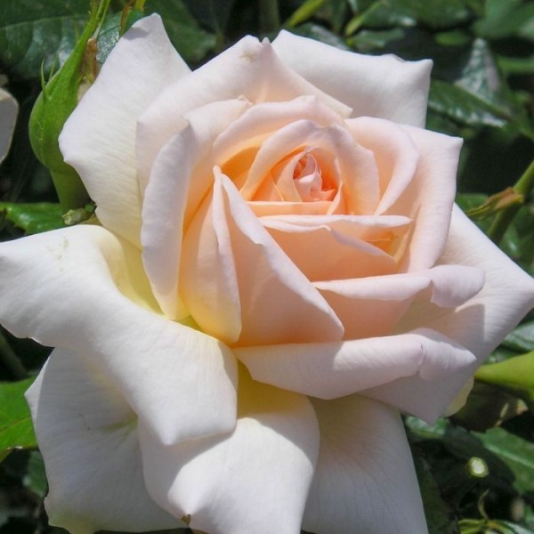 CHANDOS BEAUTY (hybrid tea) | Garden Roses | Pococks Roses | The ...