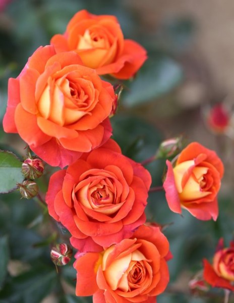 CHILD OF MINE (Patio) | Garden Roses | Pococks Roses | The Cornish Rose ...