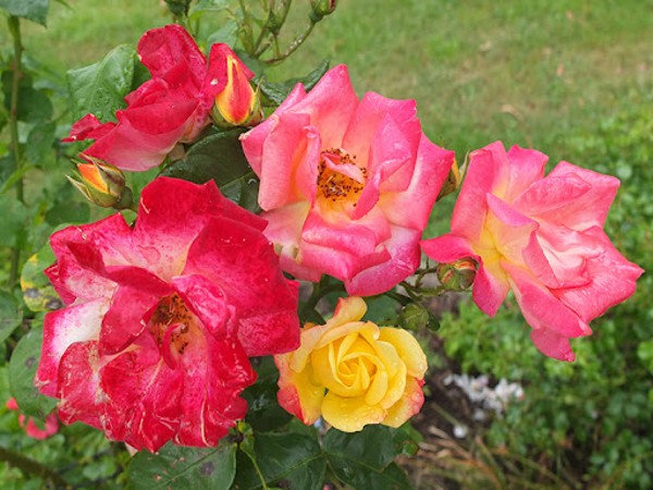 CLIMBING MASQUERADE (climber) | Garden Roses | Pococks Roses | The ...