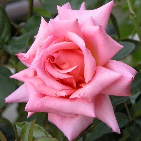 COMPASSION (climber) | Garden Roses | Pococks Roses | The Cornish Rose ...