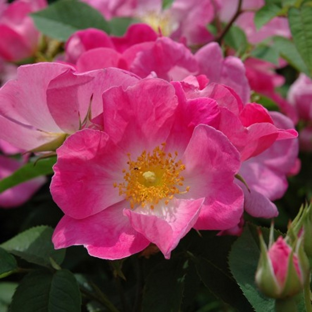 COMPLICATA (Historic) (Gallica) | Garden Roses | Pococks Roses | The ...