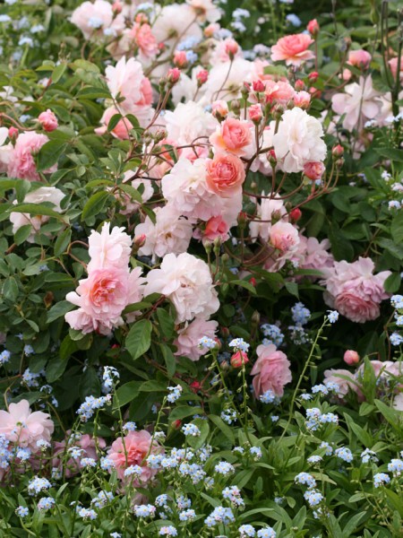 CORNELIA (Historic) (Hybrid Musk) | Garden Roses | Pococks Roses | The ...