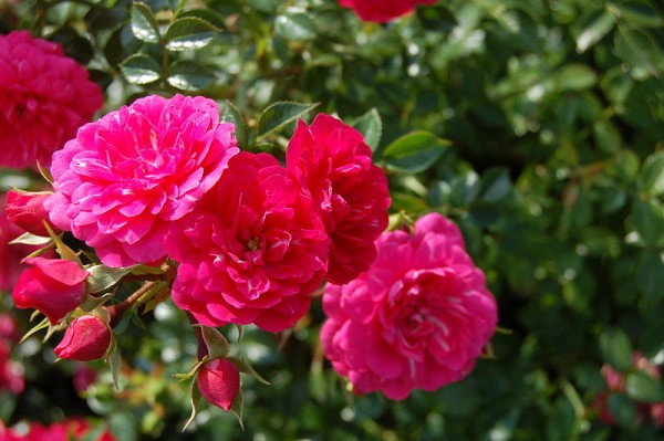COUNTY OF HAMPSHIRE (Ground cover) | Garden Roses | Pococks Roses | The ...