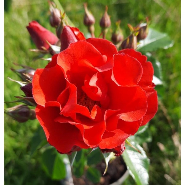 CRIMSON CASCADE (climber) | Garden Roses | Pococks Roses | The Cornish ...