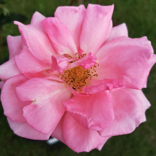 DANCING QUEEN (climber) | Garden Roses | Pococks Roses | The Cornish ...